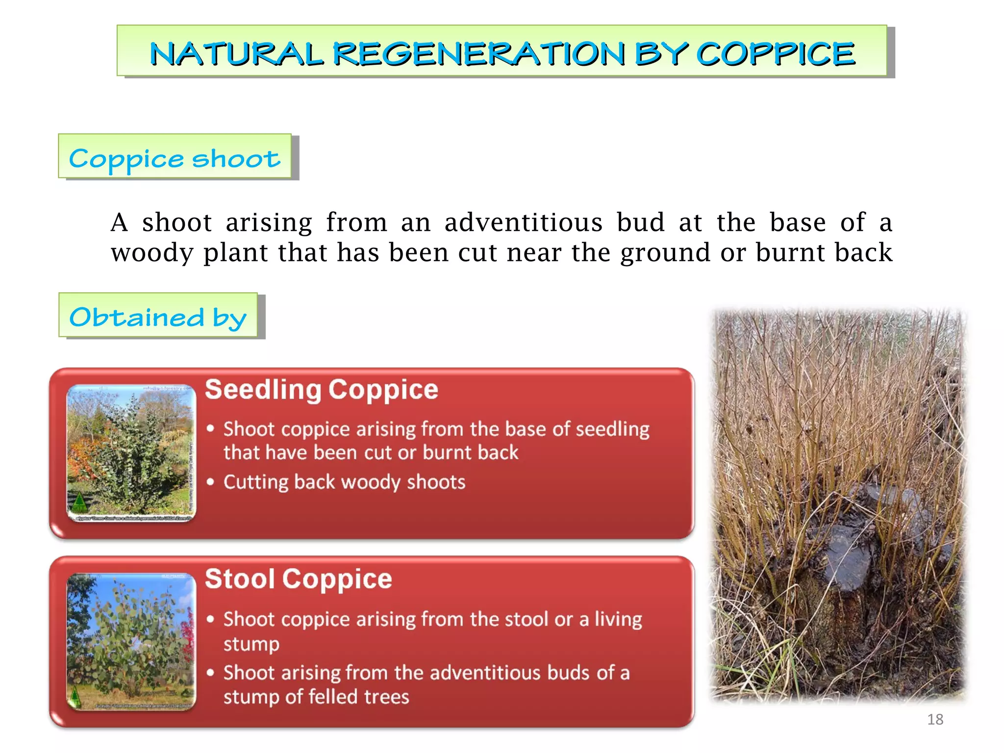 Natural and artificial regeneration | PPT
