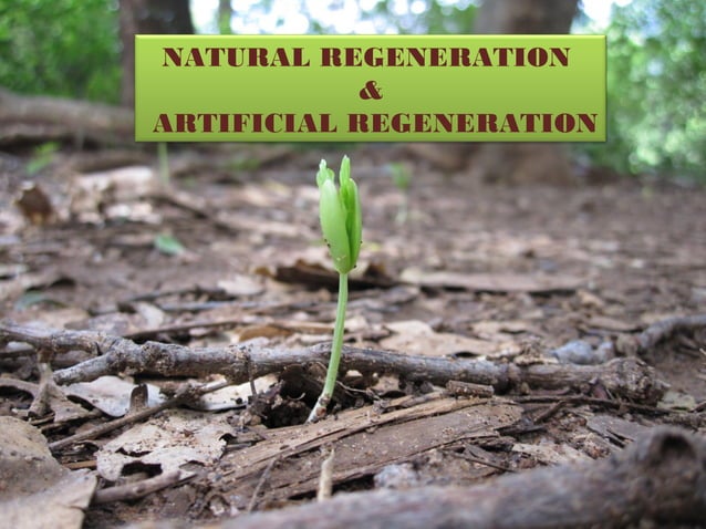Natural and artificial regeneration | PPT | Gardening | Home & Garden