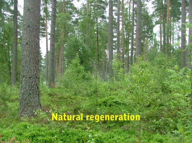 Natural and artificial regeneration | PPT | Gardening | Home & Garden
