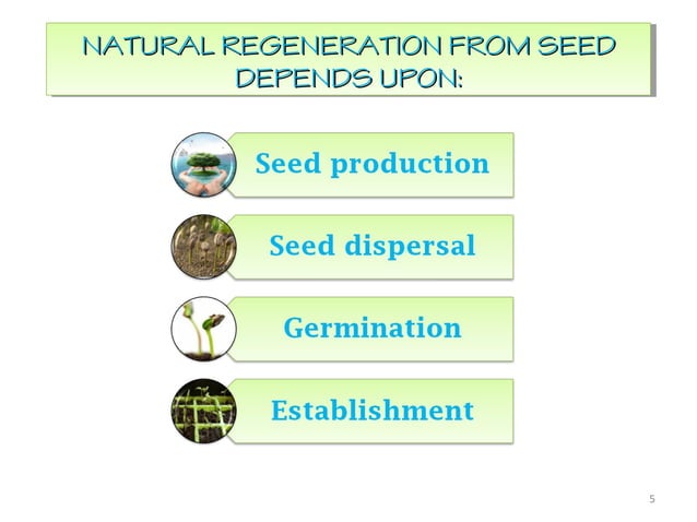 Natural and artificial regeneration | PPT | Gardening | Home & Garden