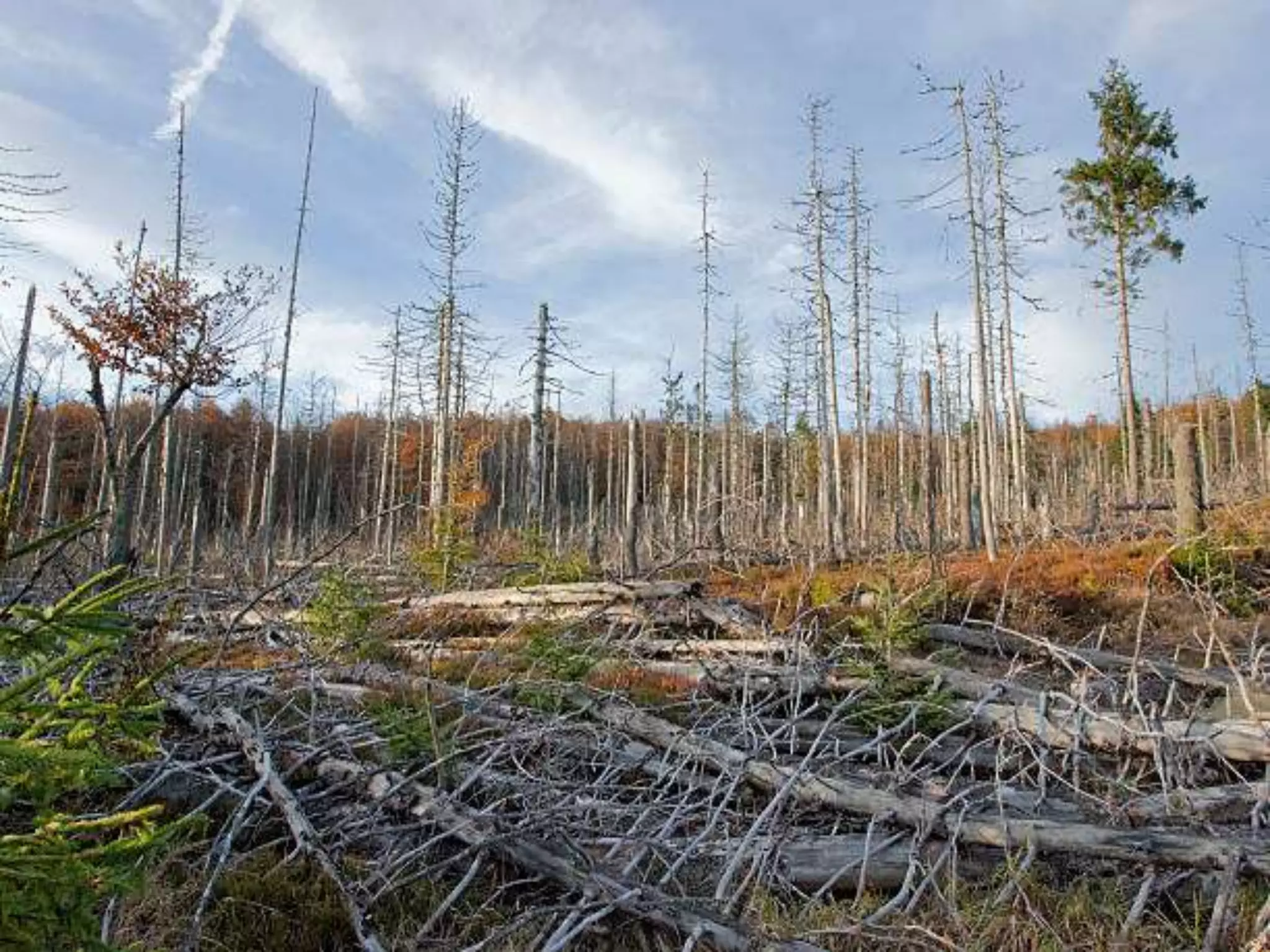 Natural Causes of Extinction | PPTX