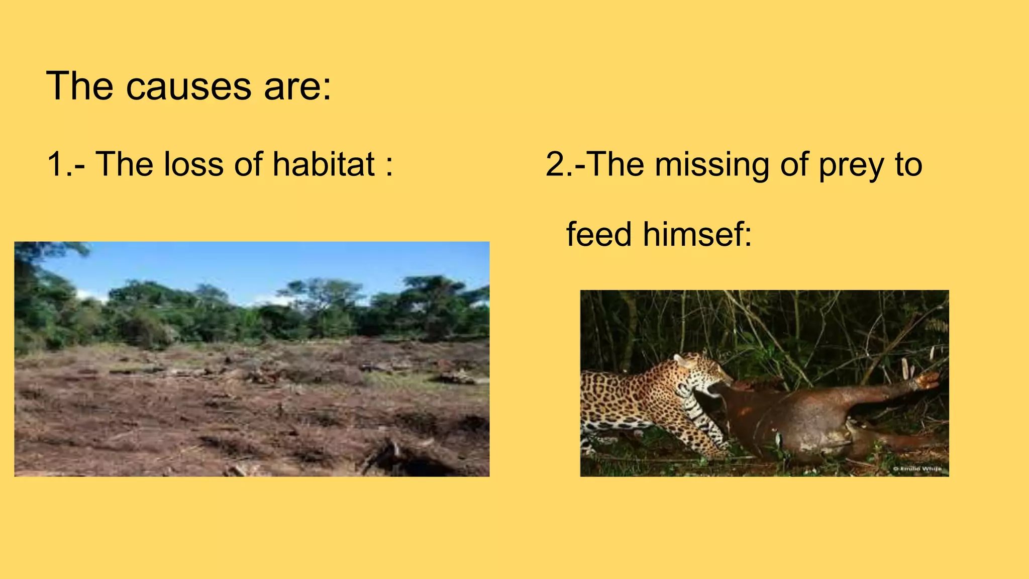 Natural disasters and endangered animals | PPTX | Geography | Science