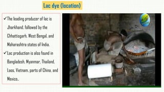 Natural dye(Madder,Cochineal,Lac and Fustic dye) | PDF