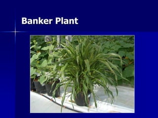 Natural enemies management | PPT