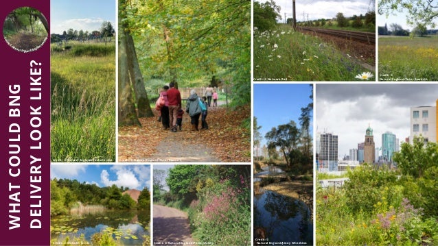 Natural England Biodiversity Net Gain Brochure | PDF