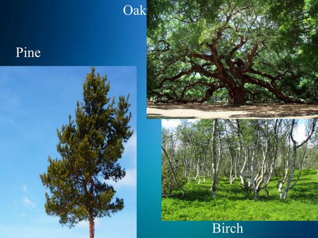 Natural features of british isles | PPT