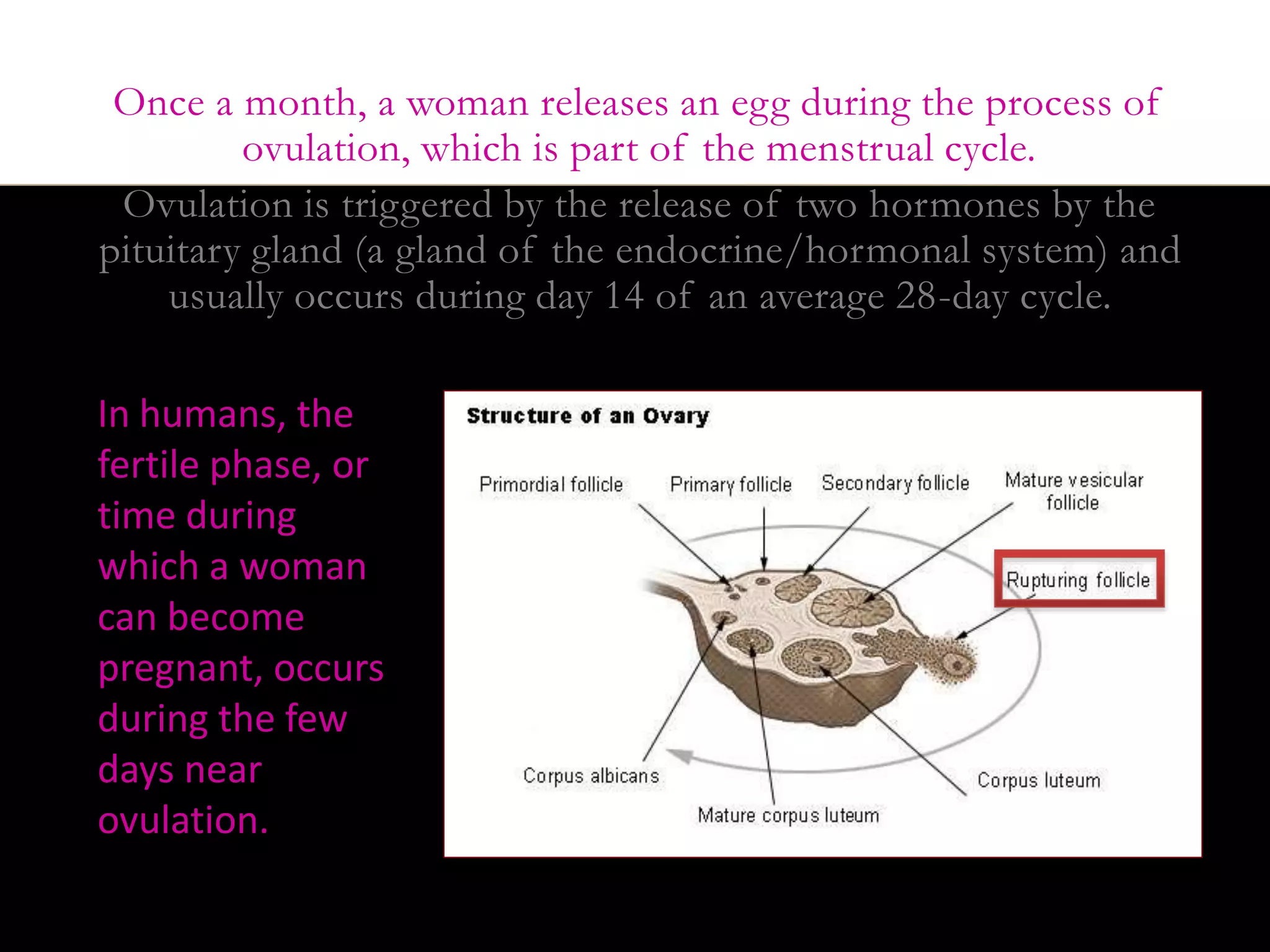 Natural fertilization of human | PPTX