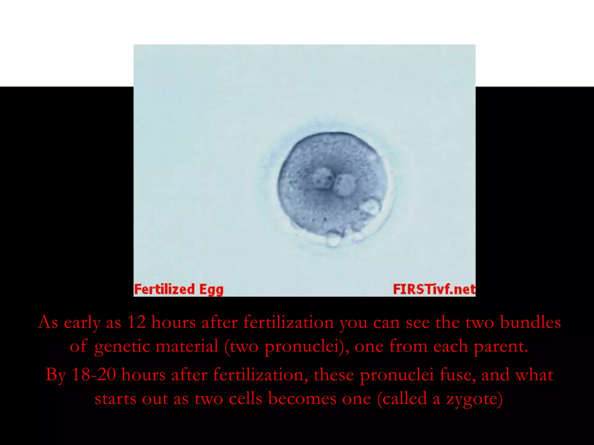 Natural fertilization of human | PPTX