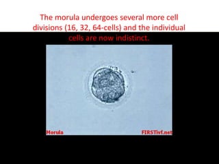 Natural fertilization of human | PPTX