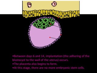 Natural fertilization of human | PPTX