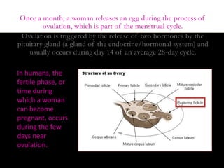 Natural fertilization of human | PPTX