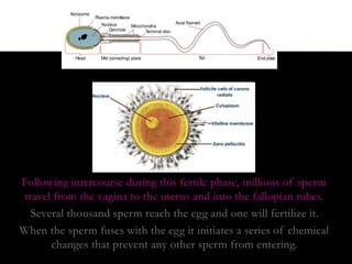Natural fertilization of human | PPTX