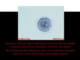 Natural fertilization of human | PPTX