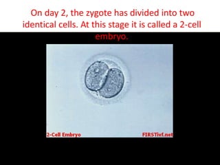 Natural fertilization of human | PPTX