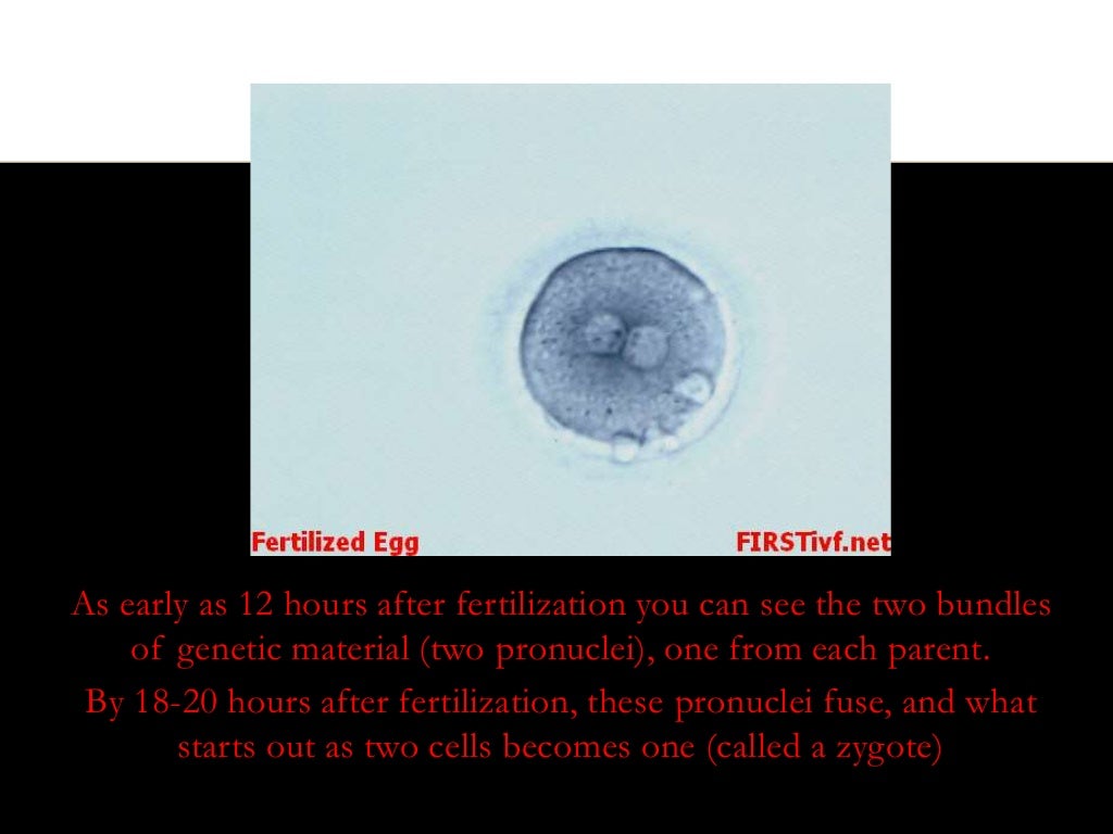 Natural Fertilization Of Human