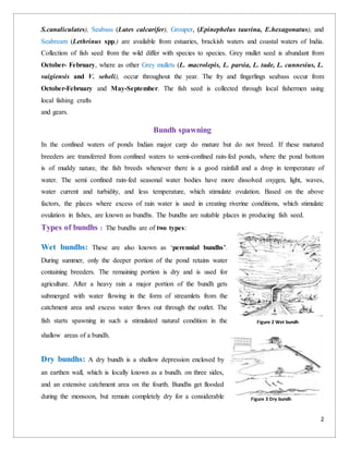 Natural fish seed collection | DOCX