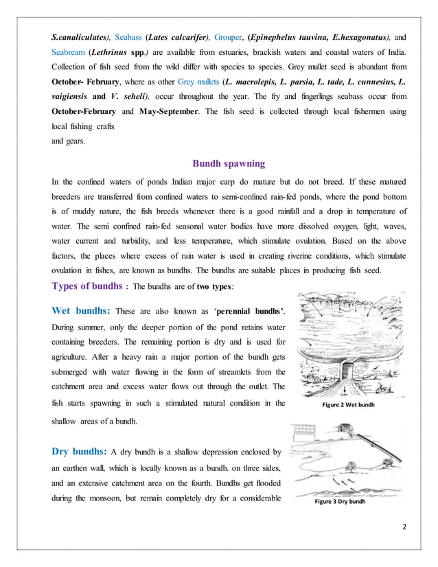 Natural fish seed collection | DOCX | Zoos & Aquariums | Attractions
