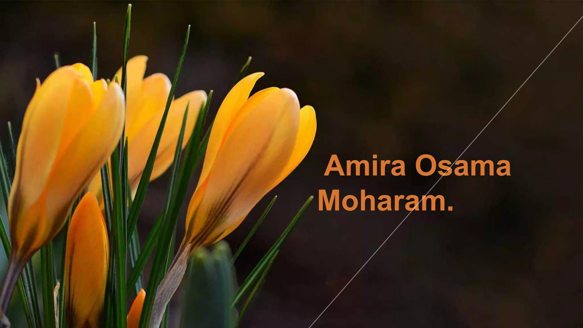 Natural Flower-de-luce PowerPoint Templates-1.pdf