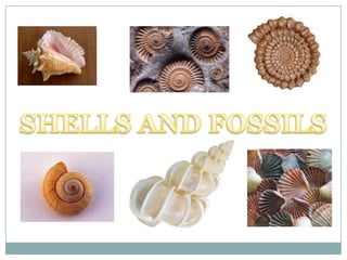 Natural forms | PPTX