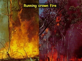 Natural hazards wildfires | PDF