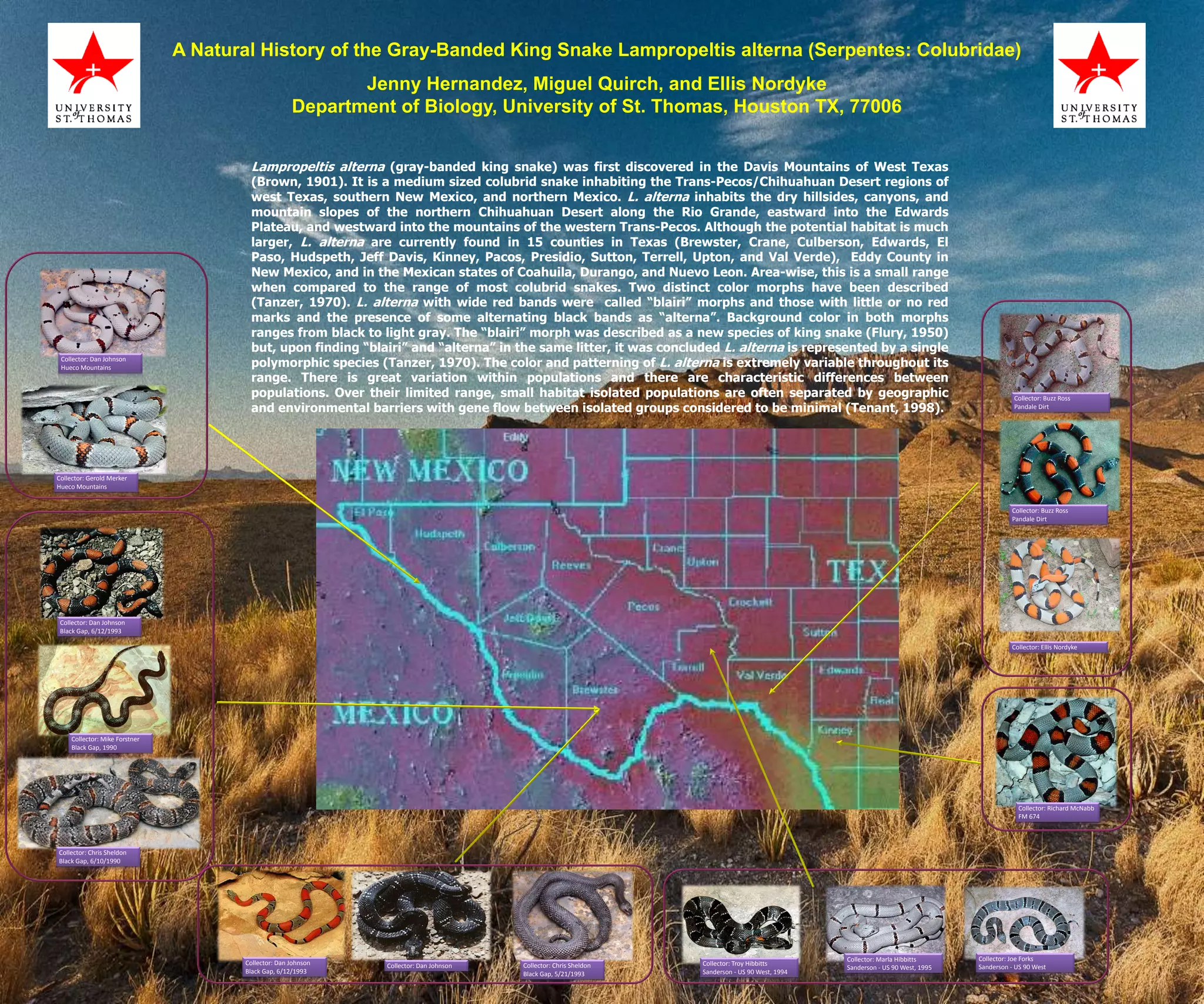 A Natural History of the Gray-Banded King Snake Lampropeltis alterna ...