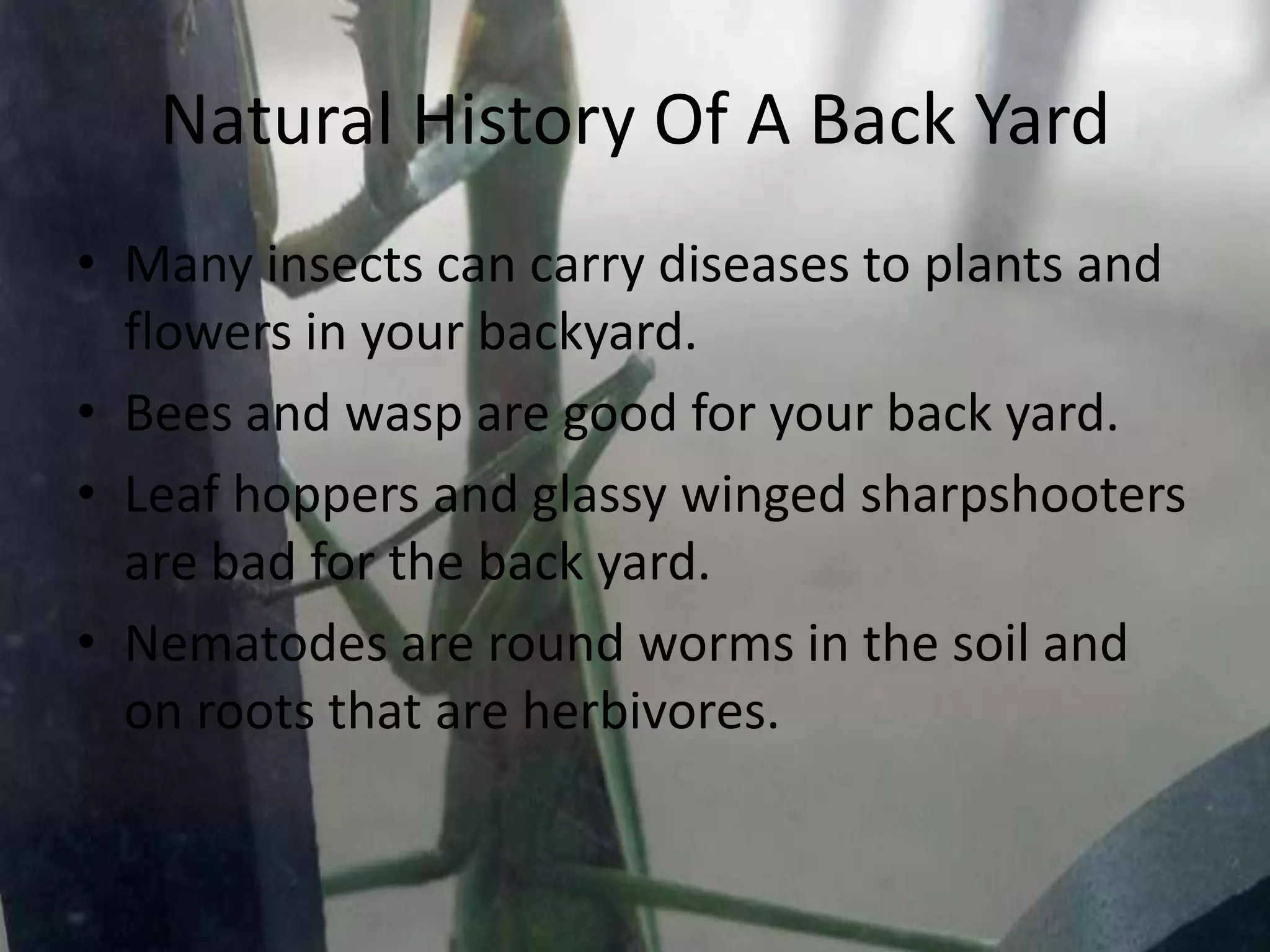 Natural history project | PPTX | Cats | Pets