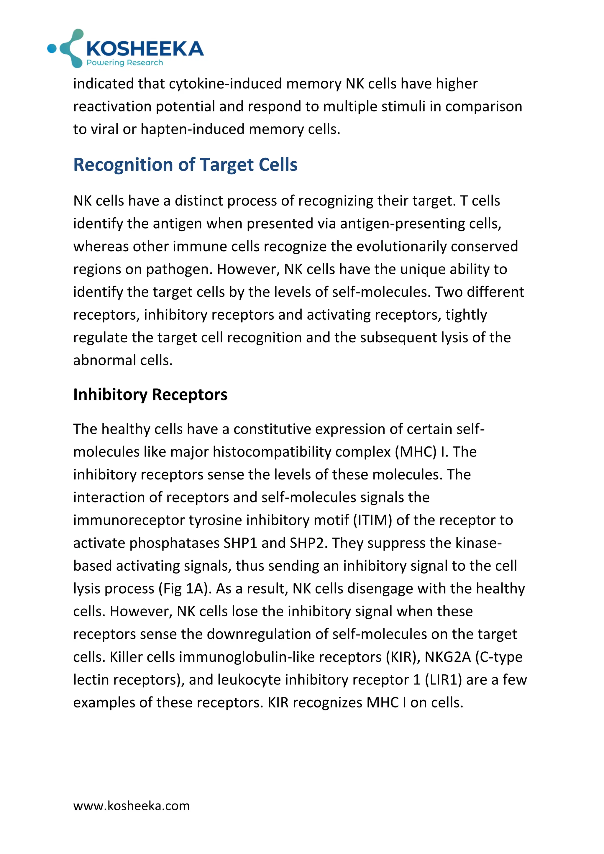 Natural Killer Cells: The Body’s Immune Sentinels | PDF