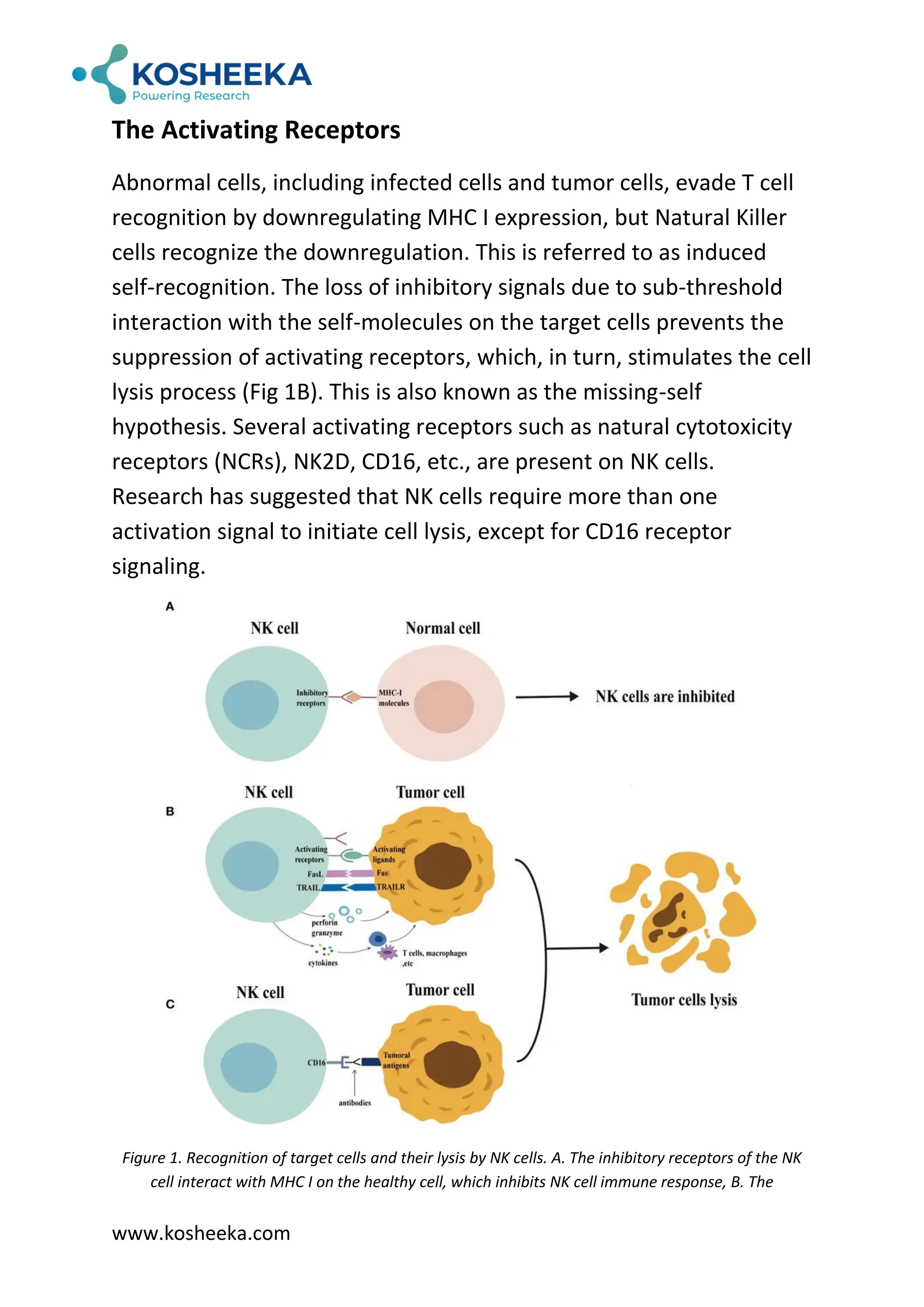Natural Killer Cells: The Body’s Immune Sentinels | PDF