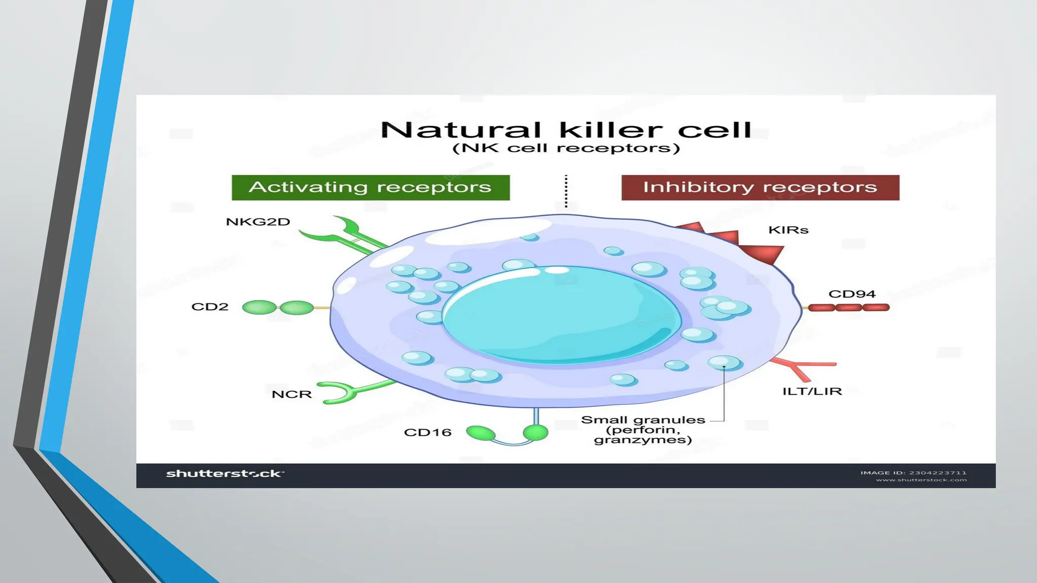 Natural Killer Cells (NK Cell).pptx immunology | PPTX