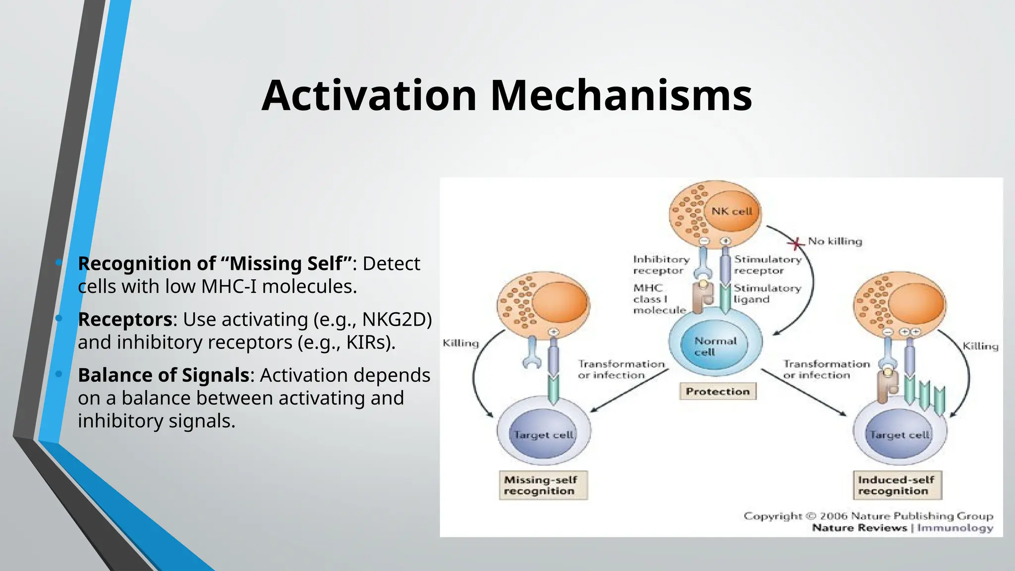 Natural Killer Cells (NK Cell).pptx immunology | PPTX
