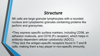 Natural Killer Cells (NK Cell).pptx immunology | PPTX