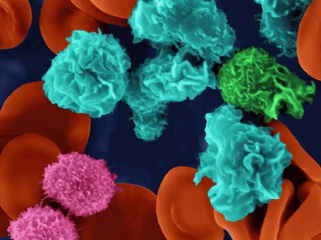 Natural Killers: The story of Cytotoxic T-cells, Vigilante Warriors of ...