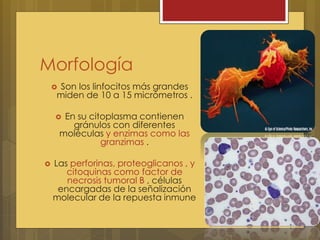 Natural killers | PPT