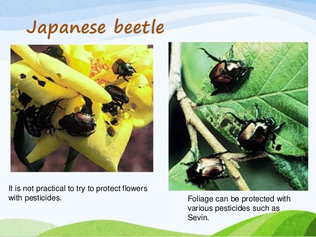 Natural Pest Controlling Methods Wikipedia | Pest Control