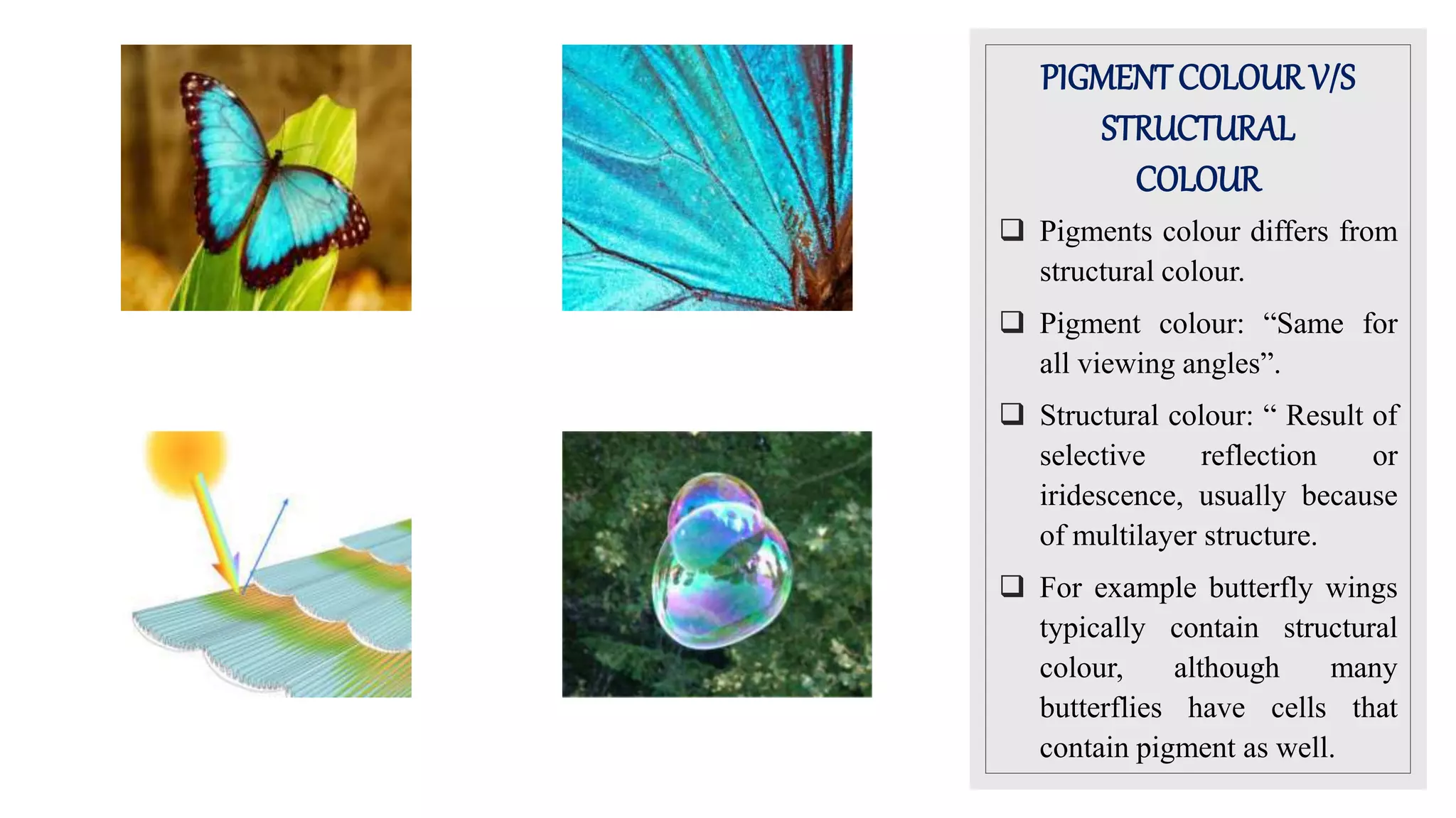 Natural Pigments.pptx