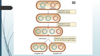 Natural Plasmid is about it and all natural and congugation | PPTX