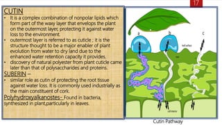 Natural polymer :origin and applications | PPTX