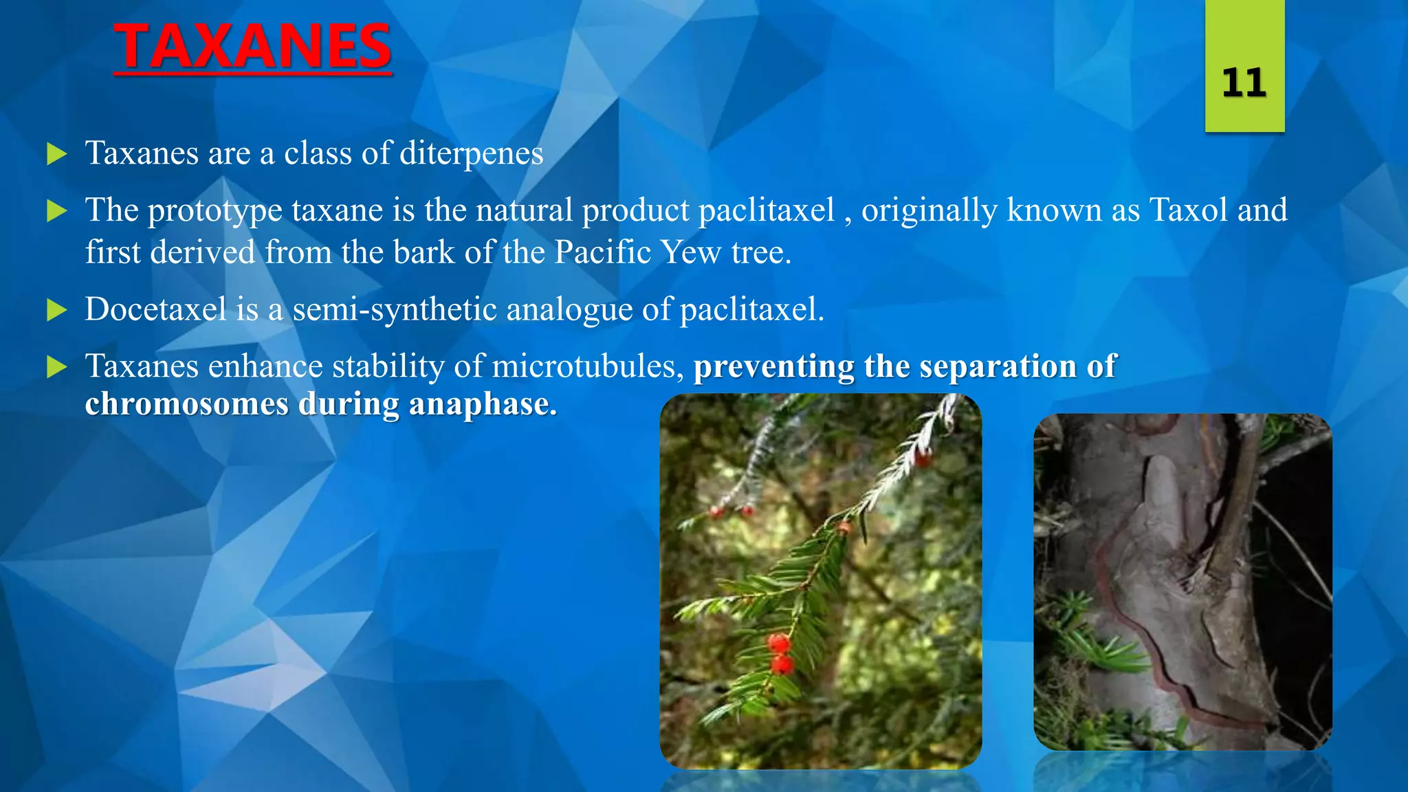TAXANES AND PODOPHYLLOTOXINS | PPTX