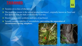 TAXANES AND PODOPHYLLOTOXINS | PPTX