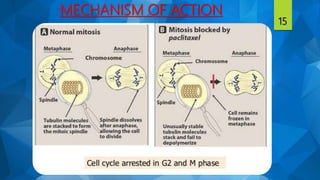 TAXANES AND PODOPHYLLOTOXINS | PPTX