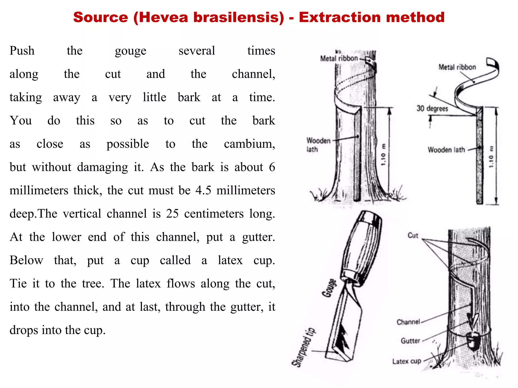Natural Products- Rubber.pptx