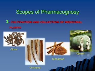 Natural Products and Pharmacognosy | PPTX