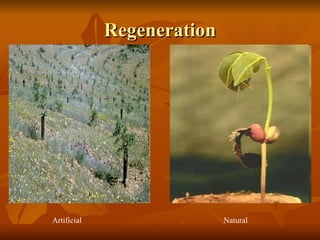 Naturalregeneration | PPT