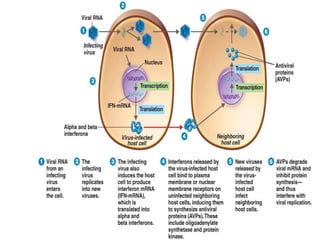 Natural resistance of body against infection | PPT