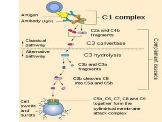 Natural resistance of body against infection | PPT