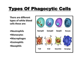 Natural resistance of body against infection | PPT