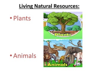 Natural resources 2 | PPTX | Food & Drink