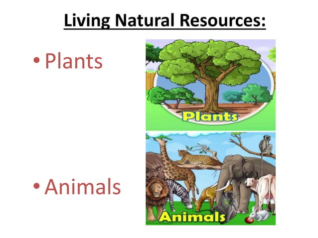 Natural resources 2 | PPTX