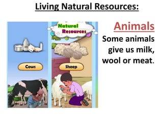 Natural resources 2 | PPTX | Food & Drink