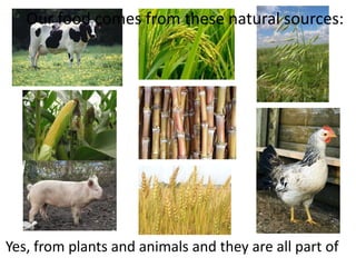 Natural Resources Animals